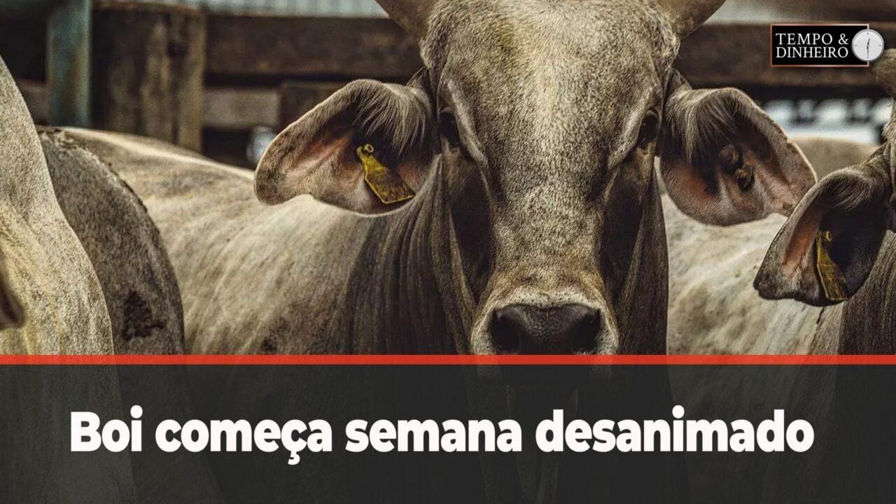 Boi começa semana desanimado - T&D - Tempo e Dinheiro