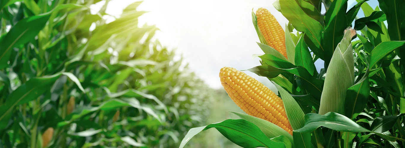 EDITORIAL – Criminalizando a produção de alimentos – T&D – Tempo e Dinheiro