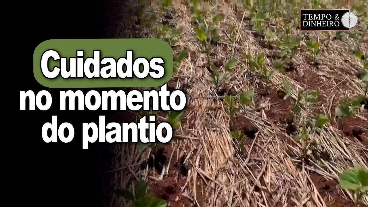 Cuidados no momento do plantio e estabelecimento de safra, alerta ...