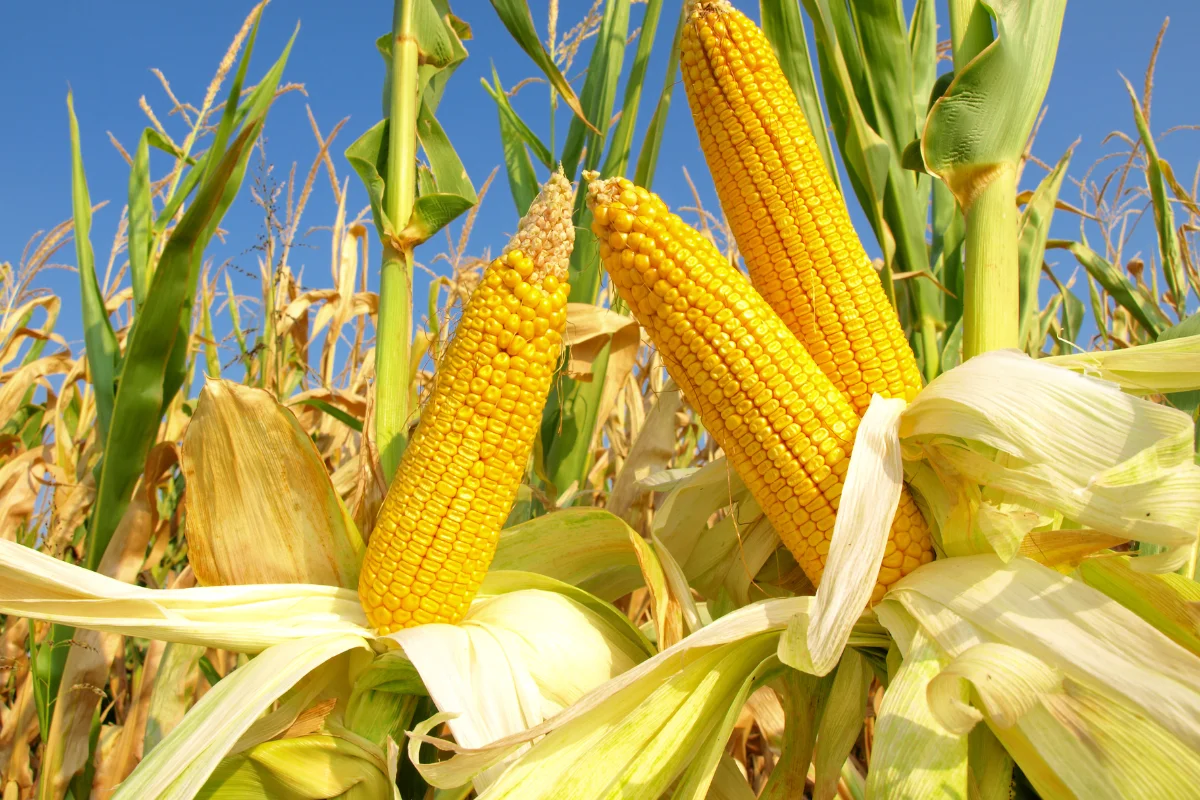 Milho supera 6,6 milhões de toneladas exportadas em setembro e ...