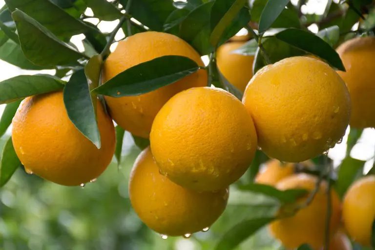CITROS/CEPEA: Retomada da demanda por suco é o principal desafio da ...